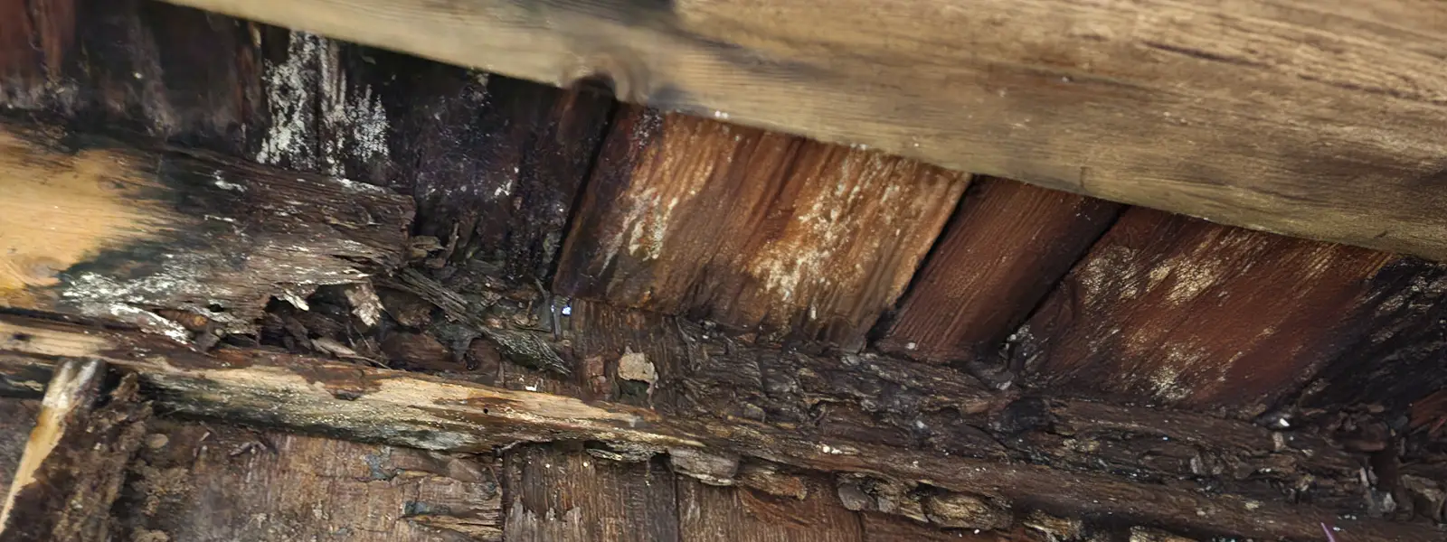 The Lifecycle of Dry Rot | Dry Rot Stages | We Fix Rot